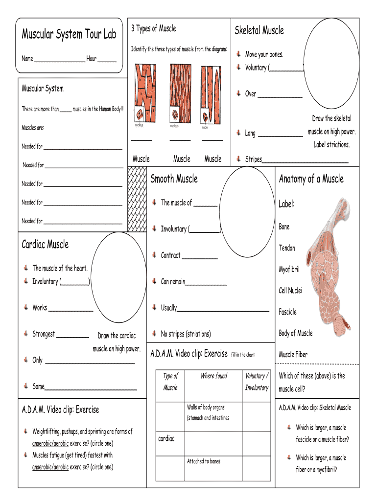 Muscular System Tour Answer Key Form Fill Out And Sign Printable PDF